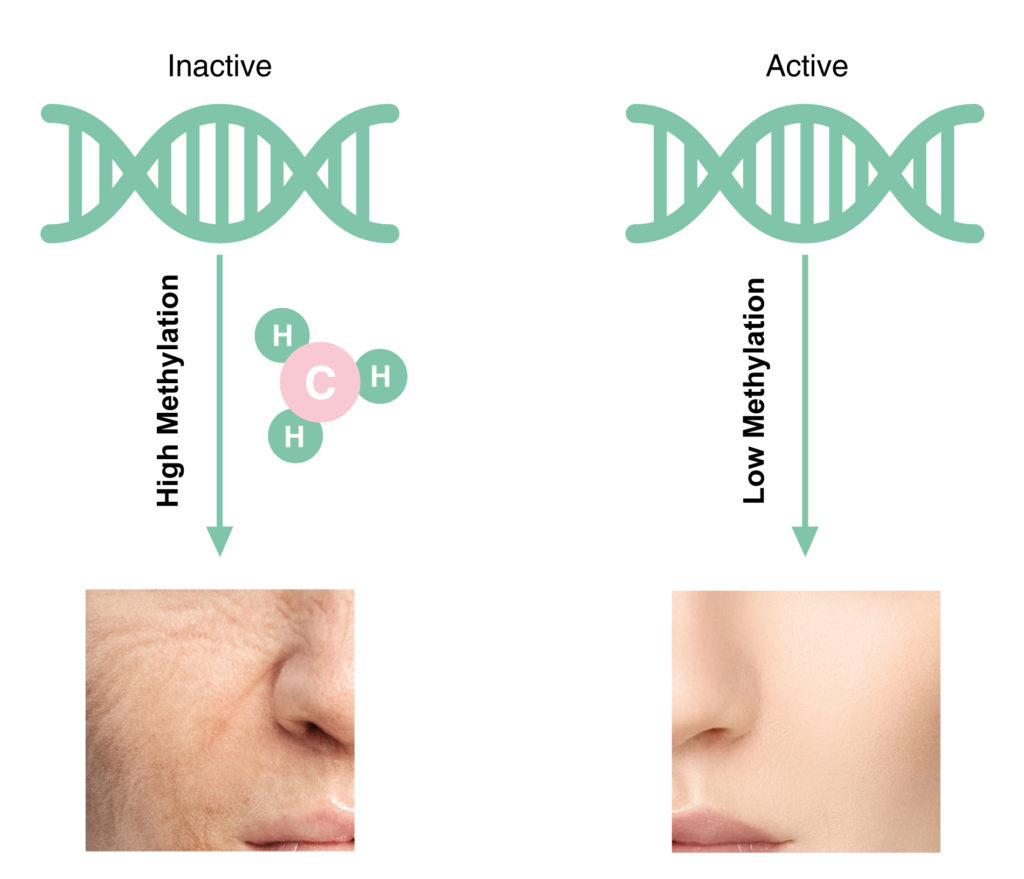 Skin Epigenetics | SKINTELLI