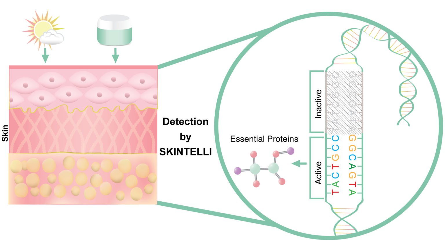 Skin Epigenetics | SKINTELLI