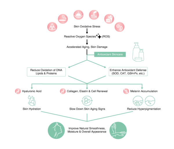 Skin Antioxidation | SKINTELLI